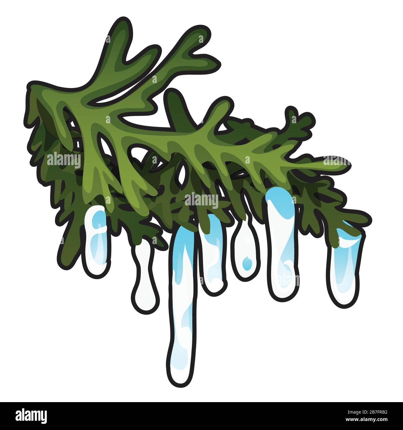 Frozen icicles on the branch of a coniferous tree isolated on white ...