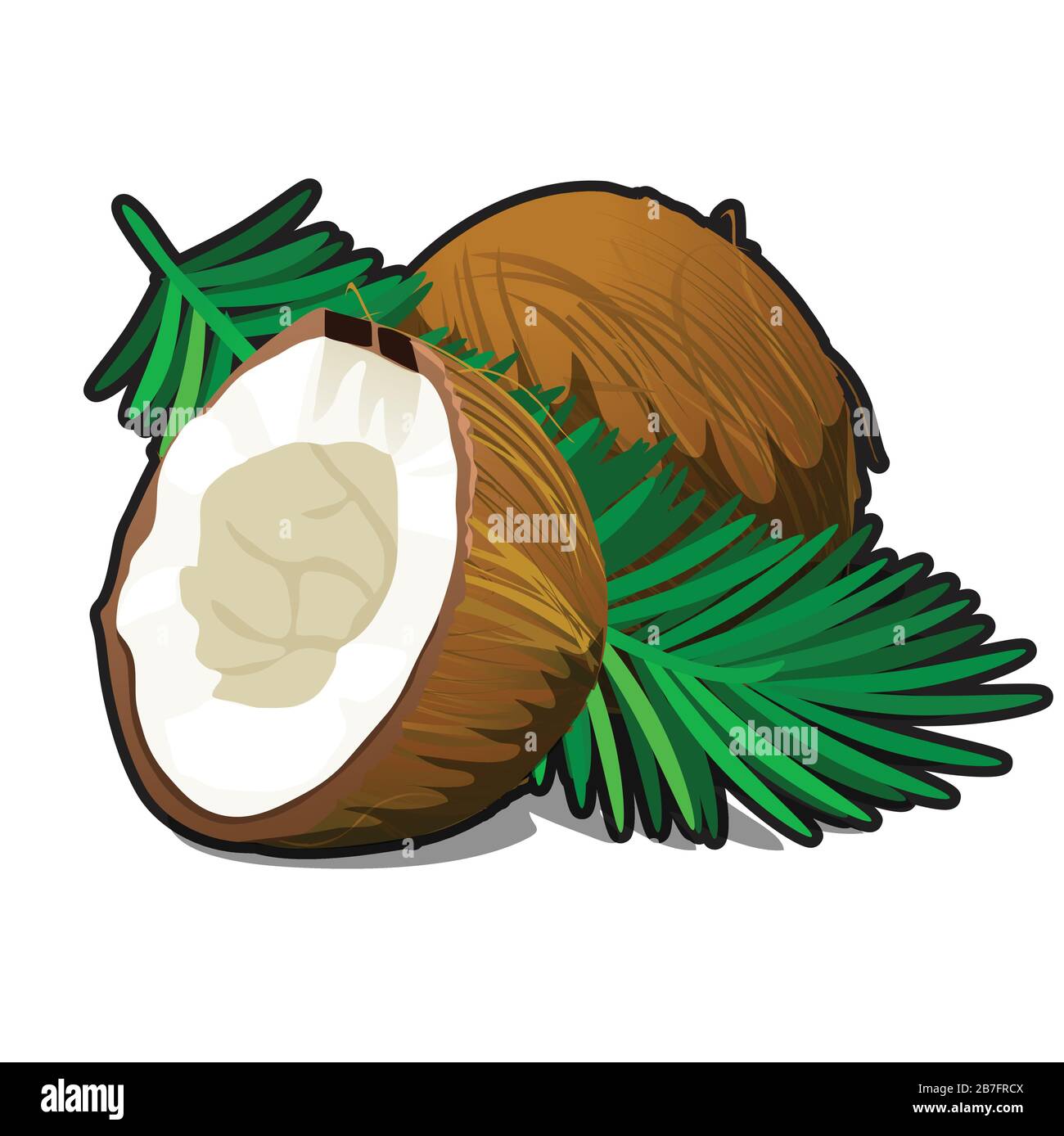 Whole Coconut Clip Art