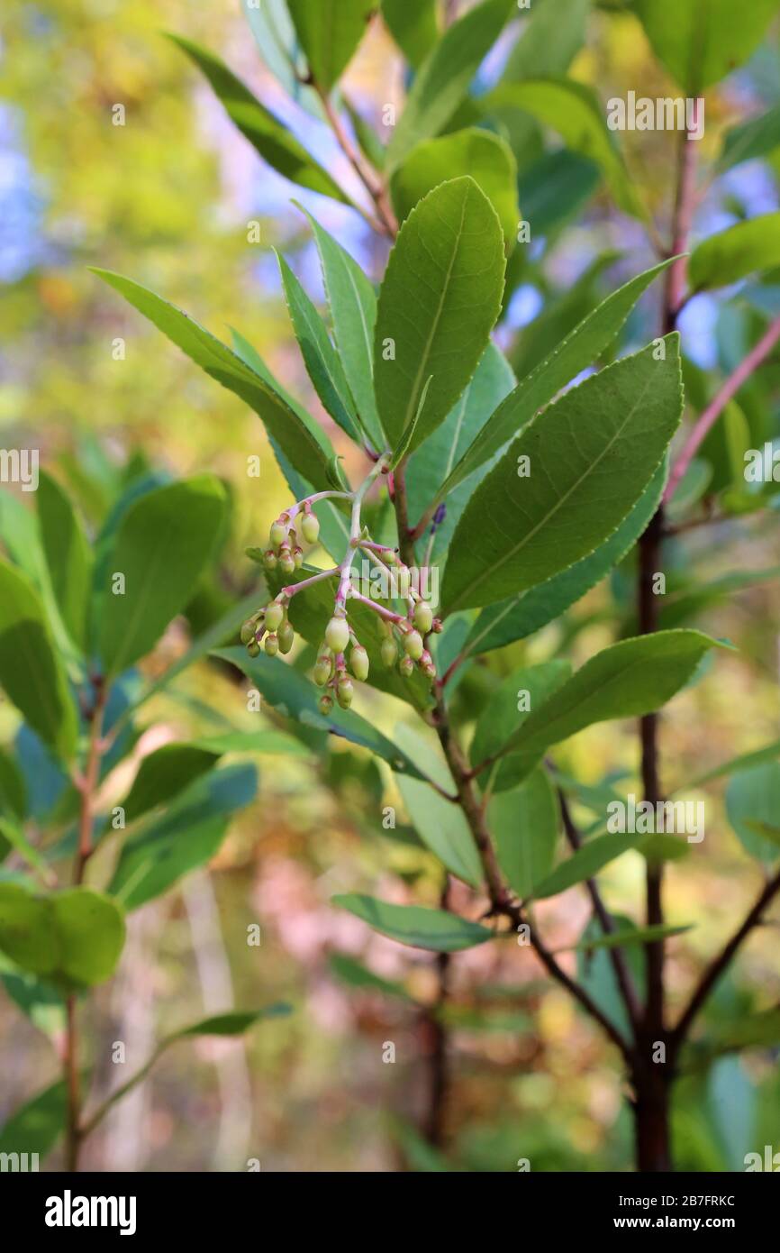 Arbutus flower hi-res stock photography and images - Alamy