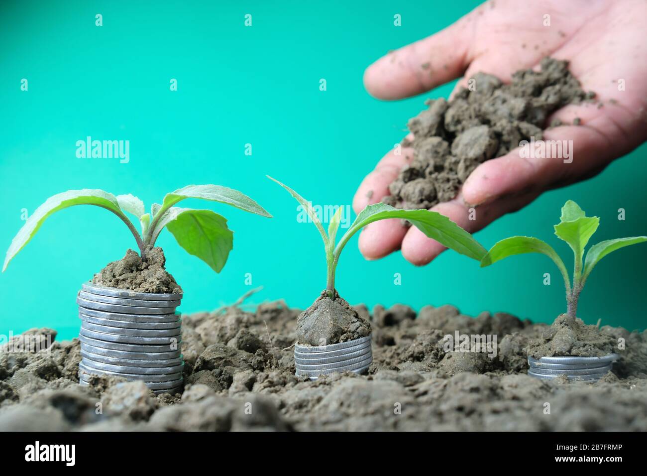 Young plant growing stack hi-res stock photography and images - Alamy