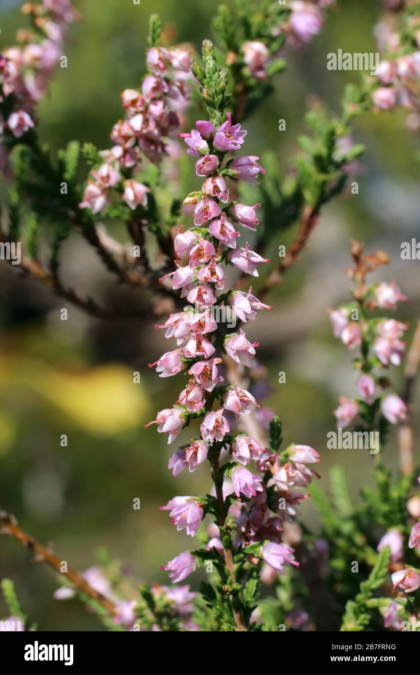 Calluna vulgaris - Wild plants shot in the fall. Autumn Stock Photo - Alamy