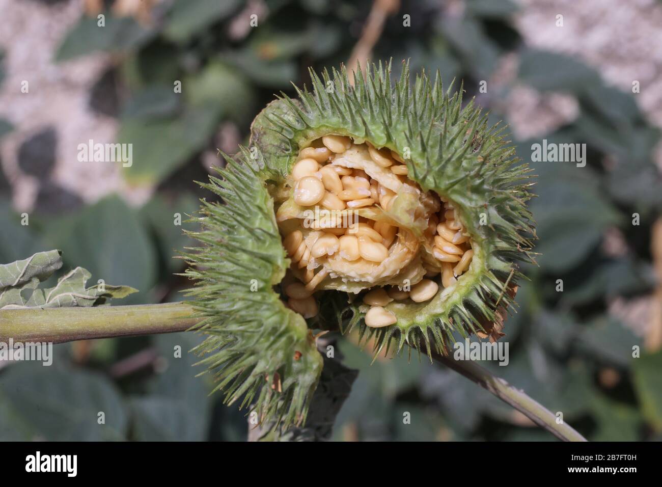 Datura innoxia - Wild plants shot in the fall. Autumn Stock Photo - Alamy