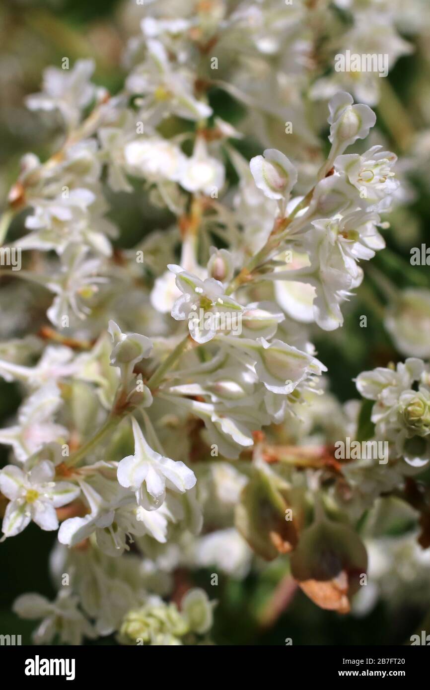Fallopia baldschuanica - Wild plants shot in the fall. Autumn Stock ...