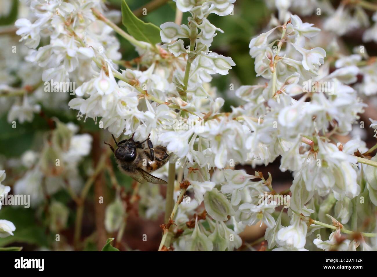 Fallopia baldschuanica - Wild plants shot in the fall. Autumn Stock ...