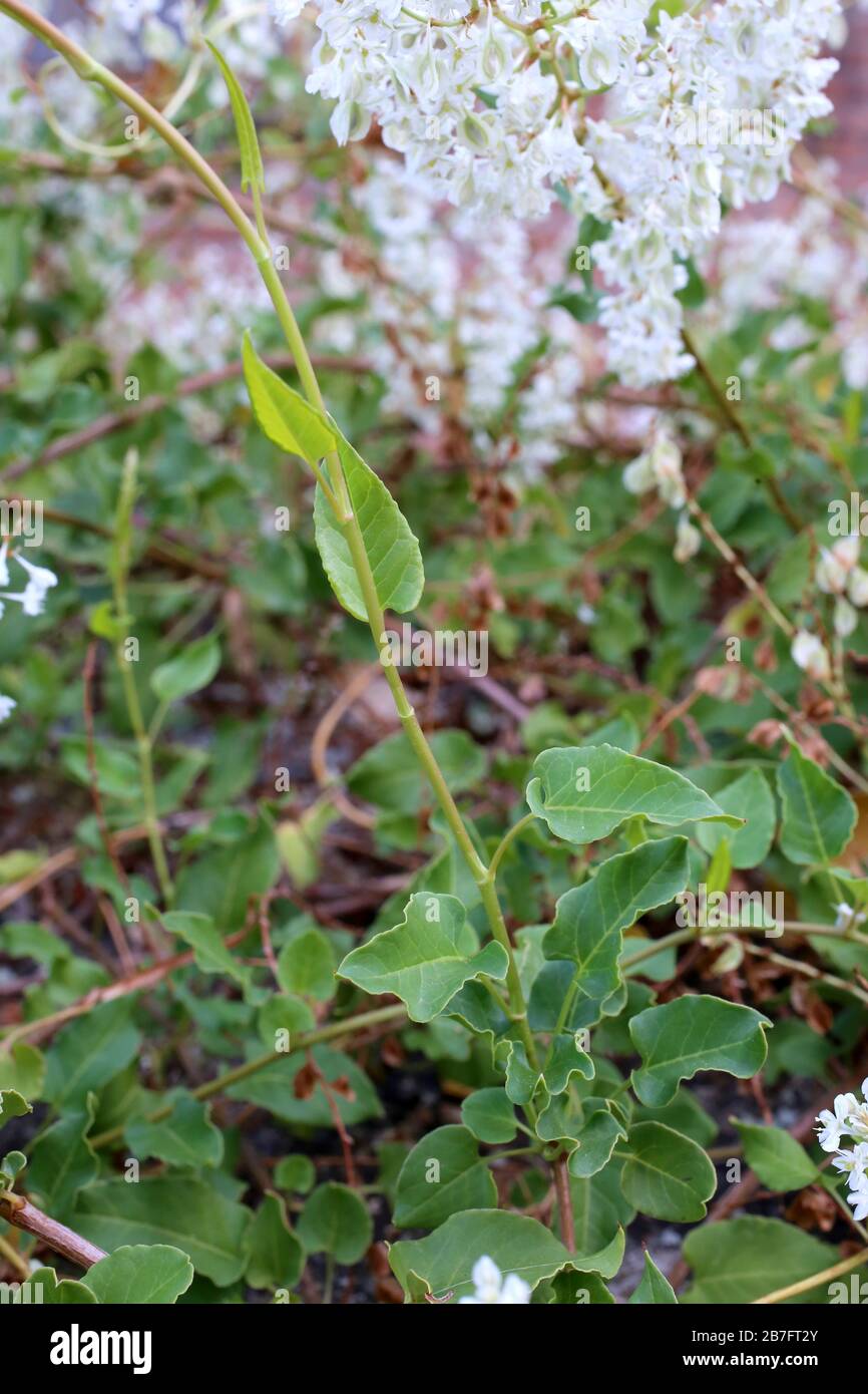 Fallopia baldschuanica hi-res stock photography and images - Alamy