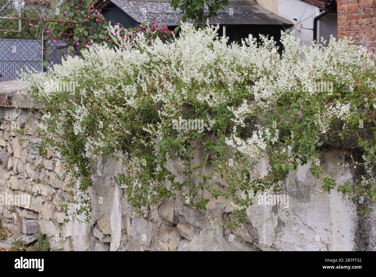 Fallopia baldschuanica - Wild plants shot in the fall. Autumn Stock ...