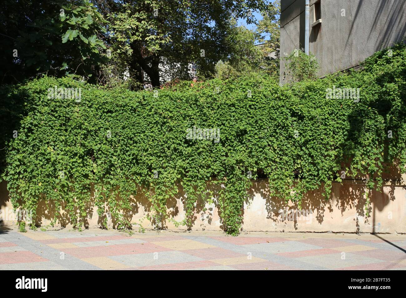 Fallopia baldschuanica - Wild plants shot in the fall. Autumn Stock ...