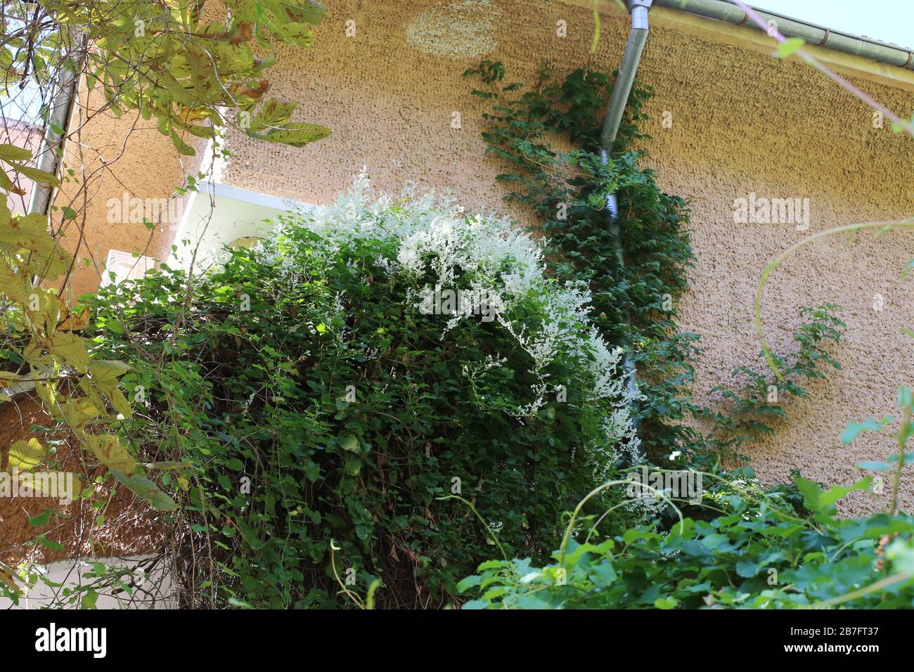 Fallopia baldschuanica - Wild plants shot in the fall. Autumn Stock ...