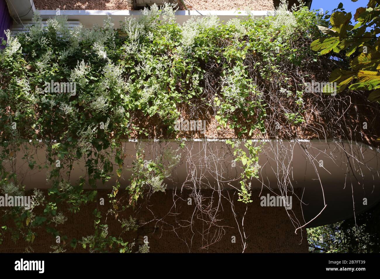 Fallopia baldschuanica - Wild plants shot in the fall. Autumn Stock ...