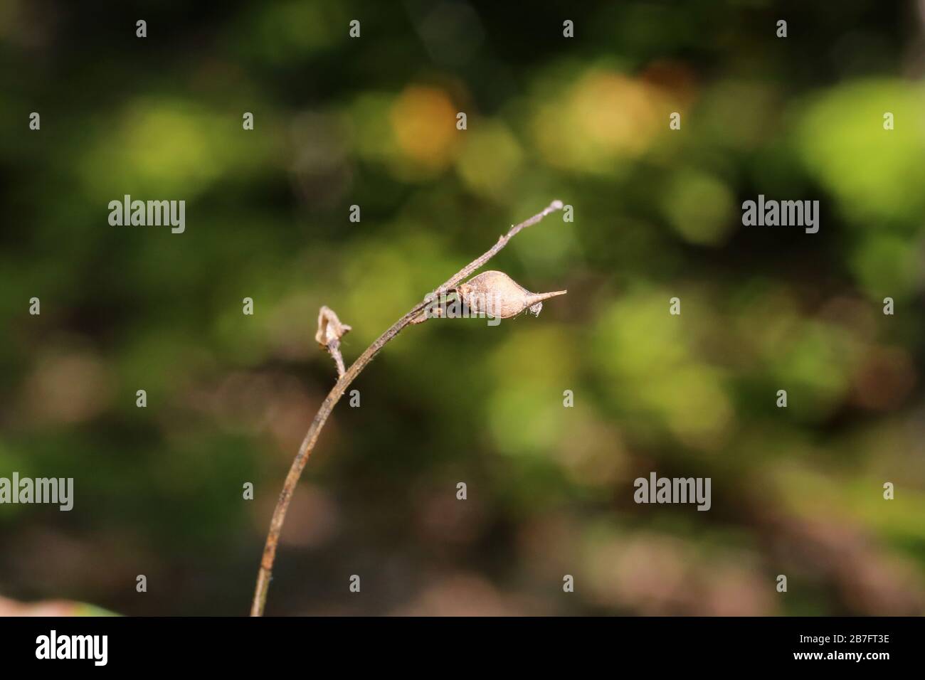 Genista carinalis - Wild plants shot in the fall. Autumn Stock Photo ...