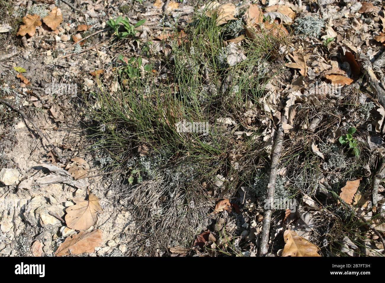 Genista carinalis - Wild plants shot in the fall. Autumn Stock Photo ...