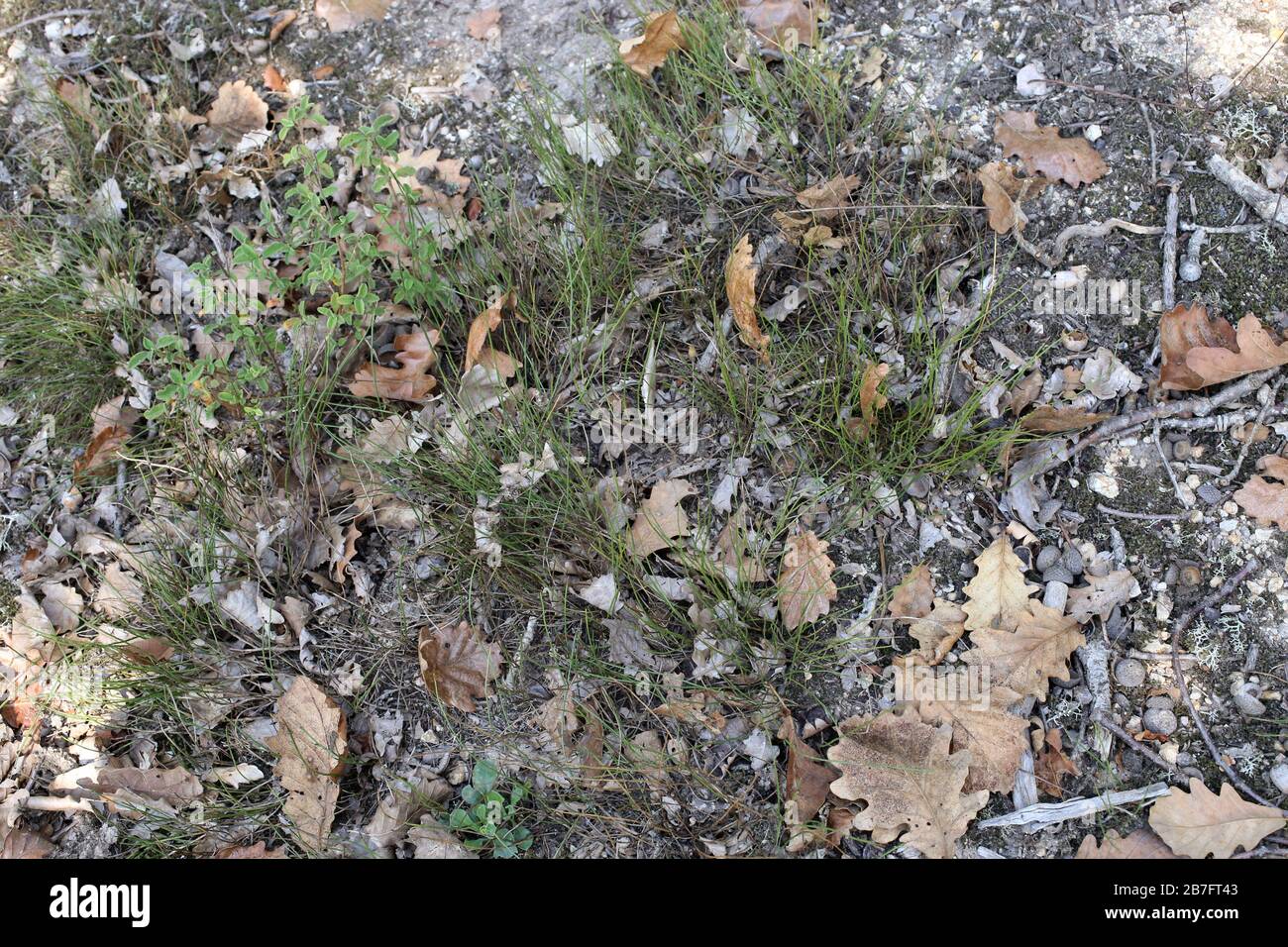 Genista carinalis - Wild plants shot in the fall. Autumn Stock Photo ...