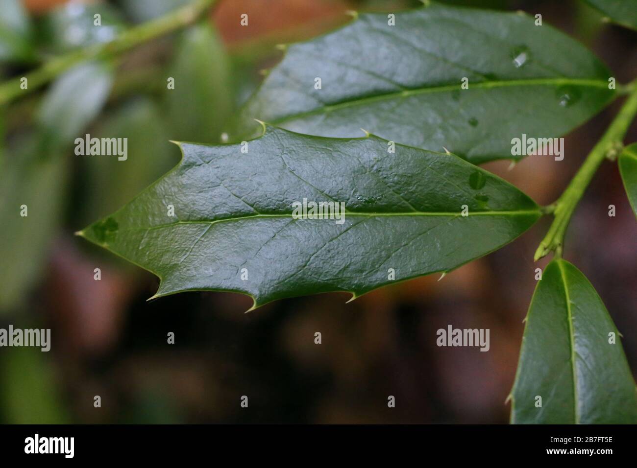 Ilex colchica - Wild plants shot in the fall. Autumn Stock Photo - Alamy