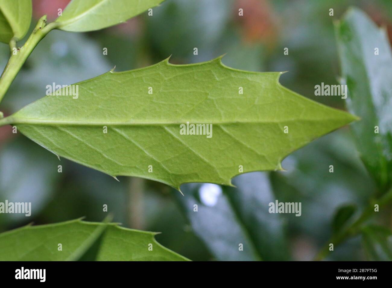 Ilex colchica - Wild plants shot in the fall. Autumn Stock Photo - Alamy