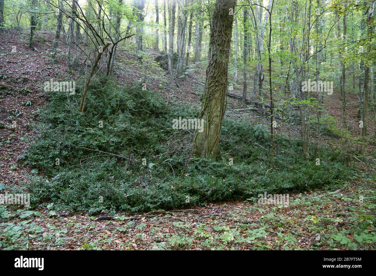 Ilex colchica - Wild plants shot in the fall. Autumn Stock Photo - Alamy