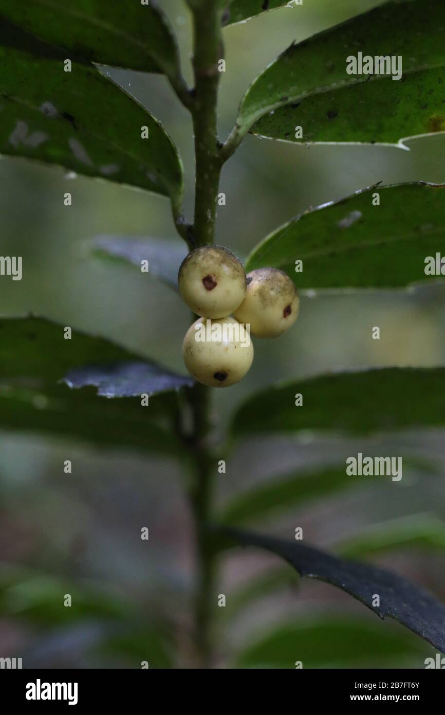 Ilex colchica Bacciflava - Wild plants shot in the fall. Autumn Stock ...