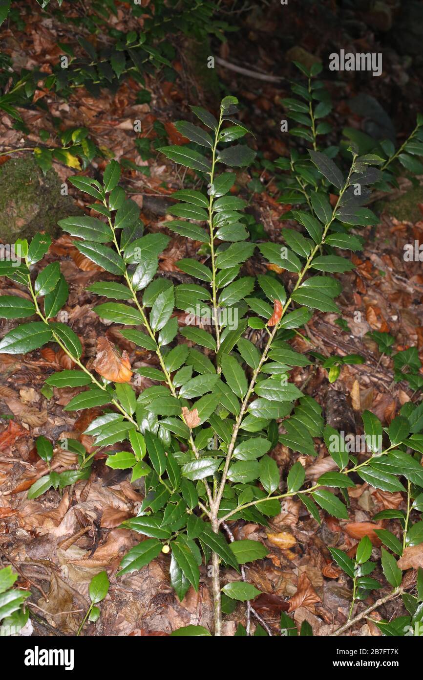 Ilex colchica Bacciflava - Wild plants shot in the fall. Autumn Stock ...