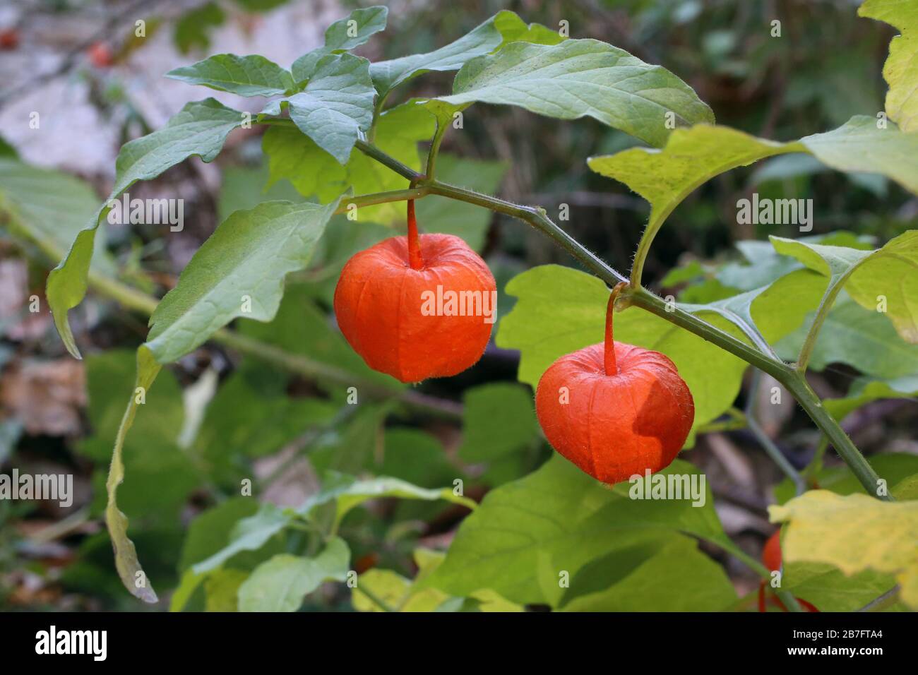 Physalis alkekengi flower close hi-res stock photography and images - Alamy