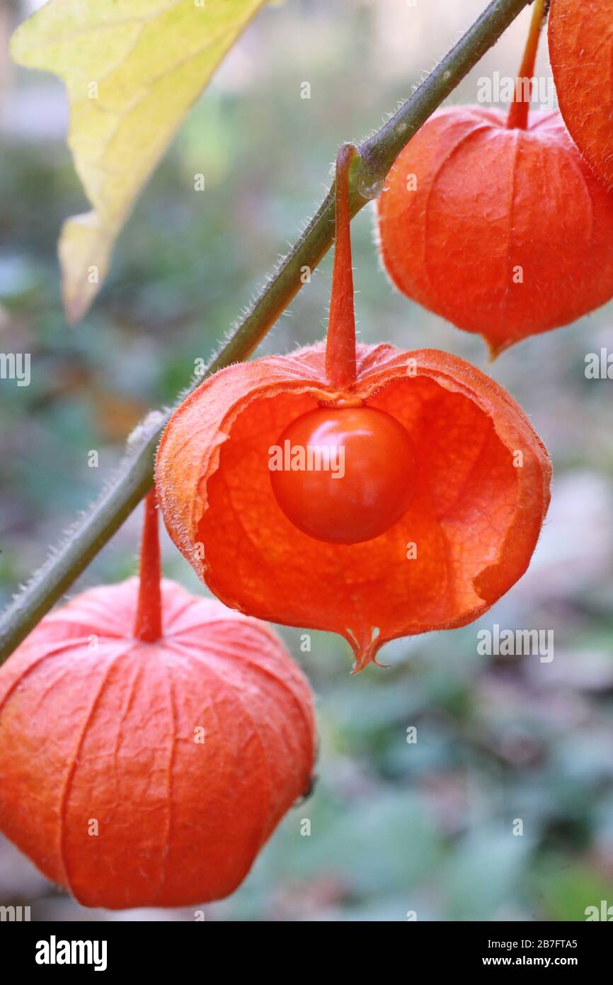 Physalis alkekengi flower close hi-res stock photography and images - Alamy