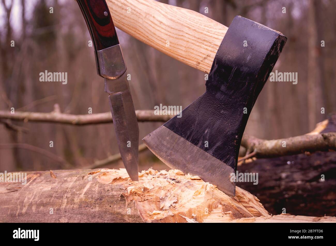 Hatchet or ax and folding pocket knife stuck upright in a tree stump ...