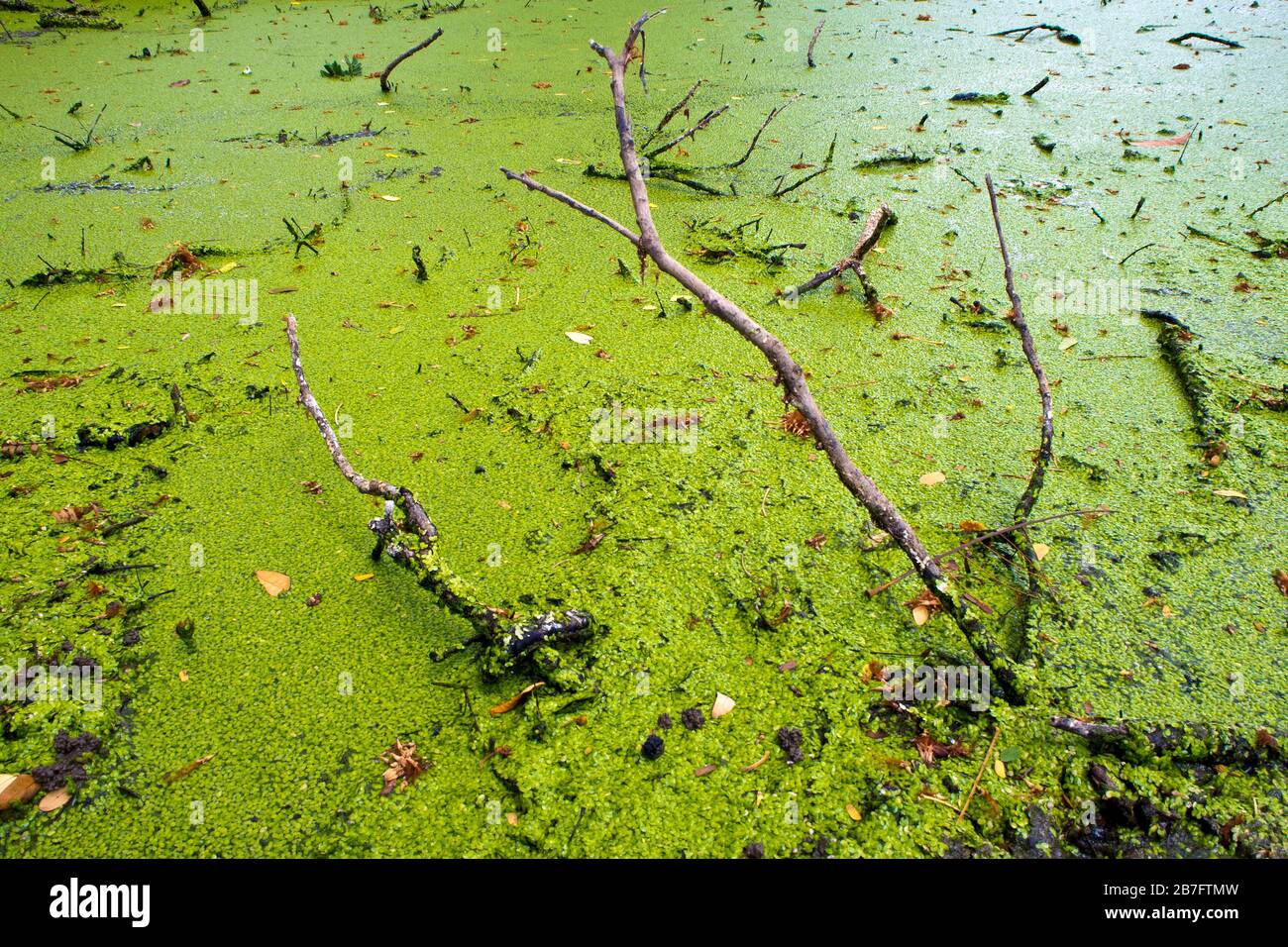 Freshness Green Duckweed and decadent branch of trees Stock Photo - Alamy