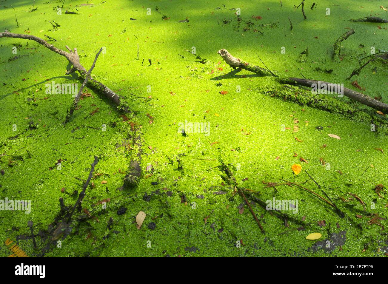 Freshness Green Duckweed and decadent branch of trees Stock Photo - Alamy