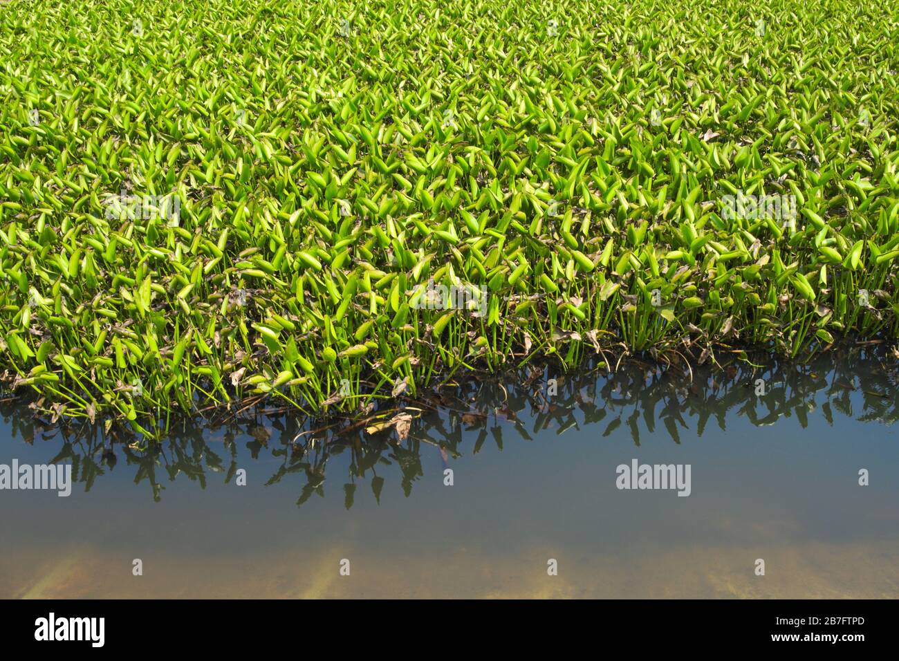 Water hyacinth weed of pond Stock Photo - Alamy