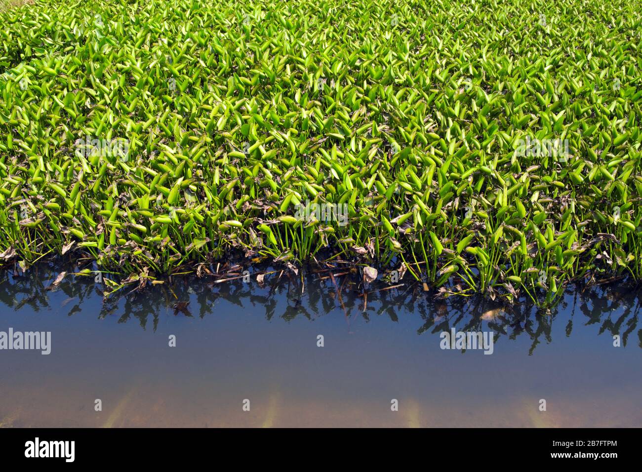 Water hyacinth weed of pond Stock Photo - Alamy