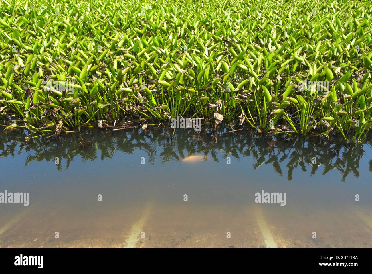 Water hyacinth and Fish Stock Photo - Alamy