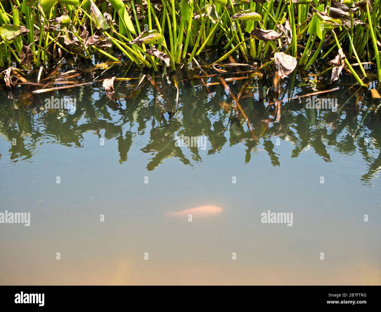 Water hyacinth and Fish Stock Photo - Alamy