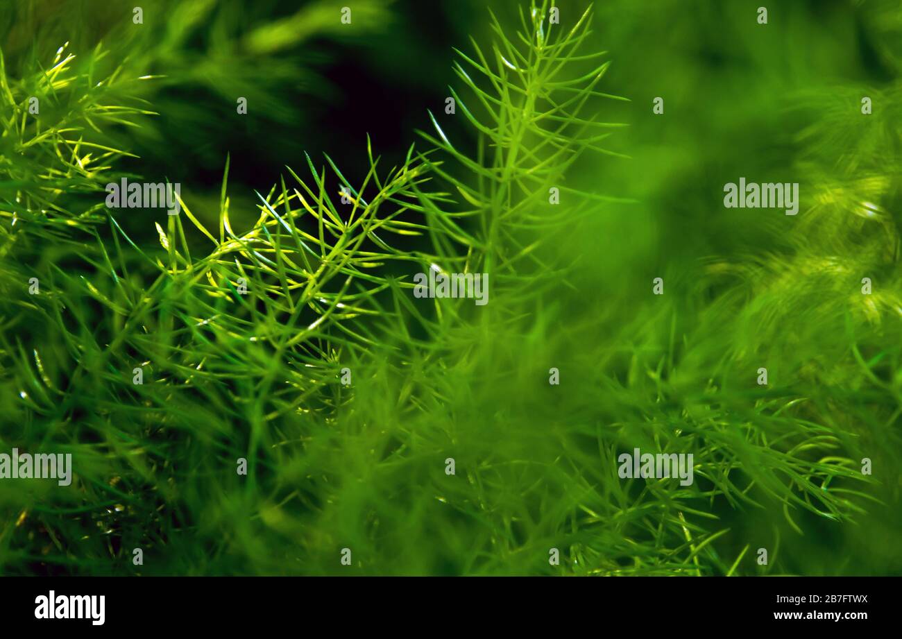 Green fern spiky leaves in hi-res stock photography and images - Alamy