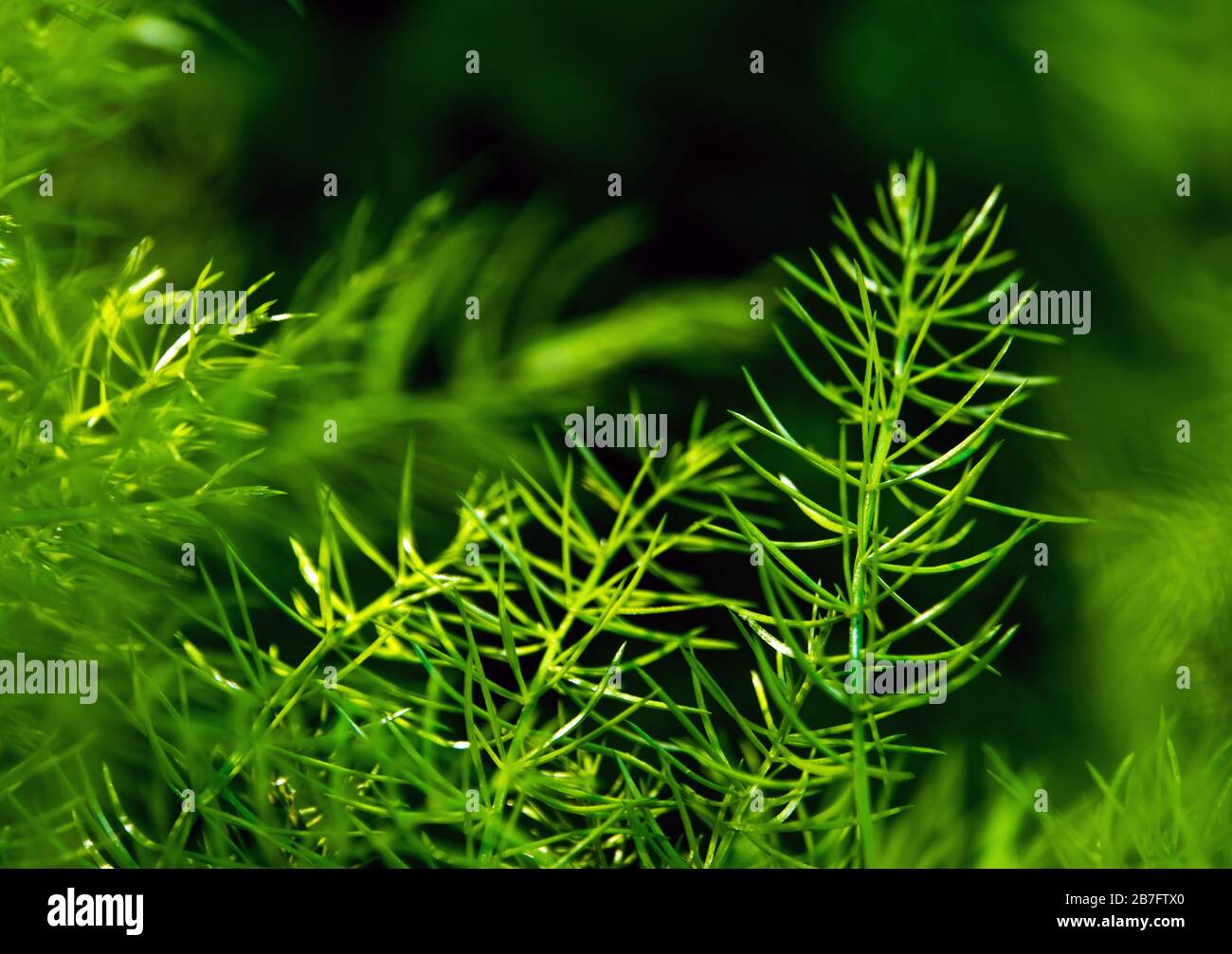 Green fern spiky leaves in hi-res stock photography and images - Alamy