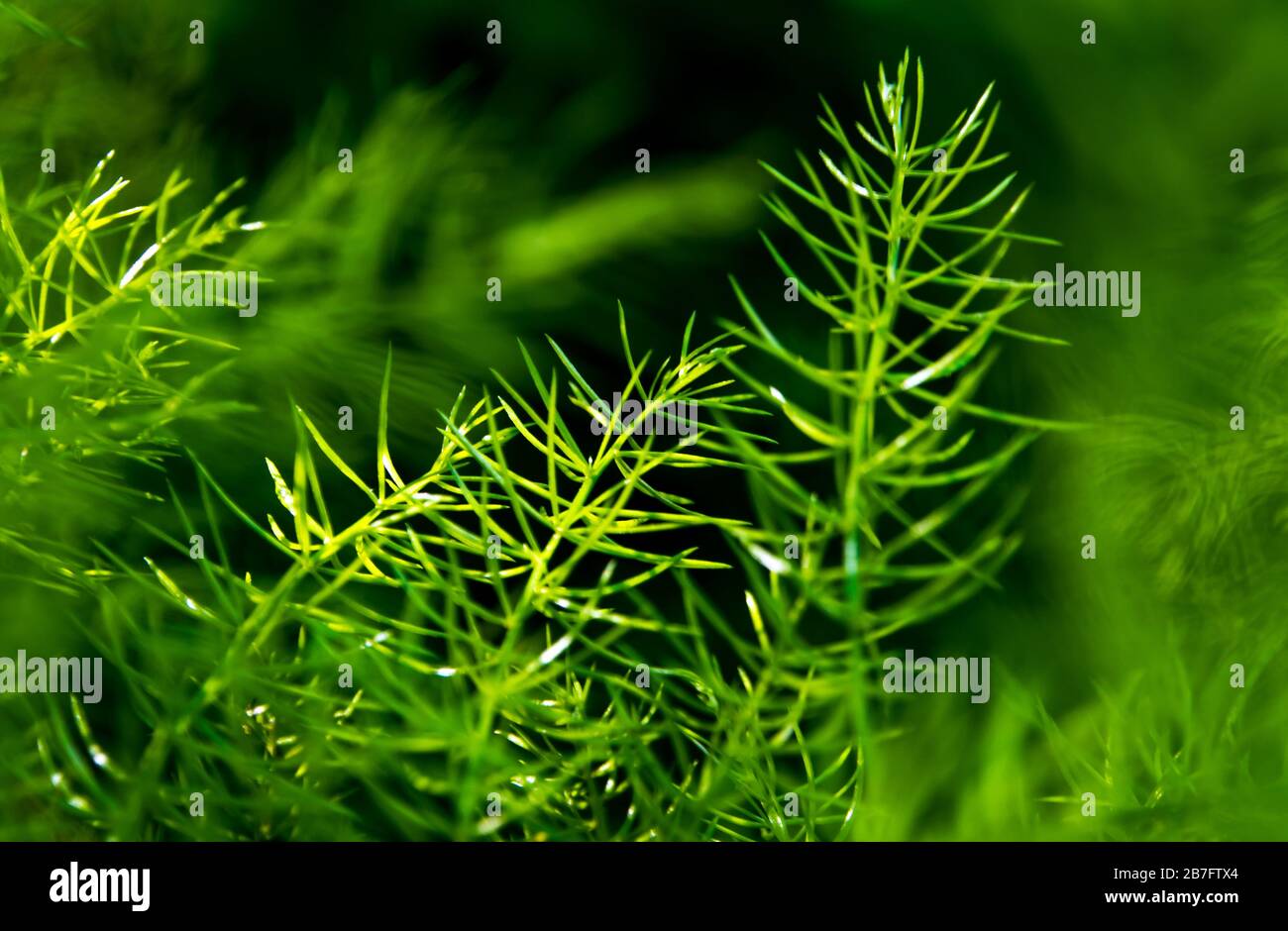 Green fern spiky leaves in hi-res stock photography and images - Alamy