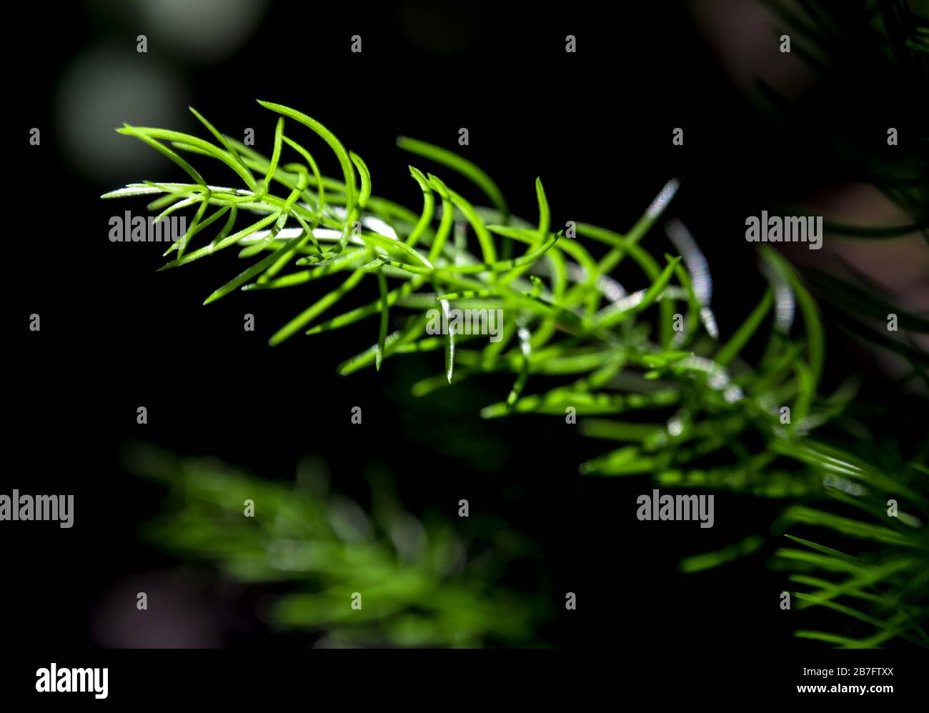 Green fern spiky leaves in hi-res stock photography and images - Alamy