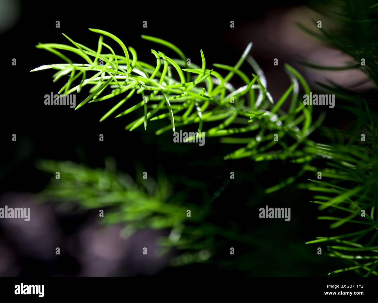 Green fern spiky leaves in hi-res stock photography and images - Alamy