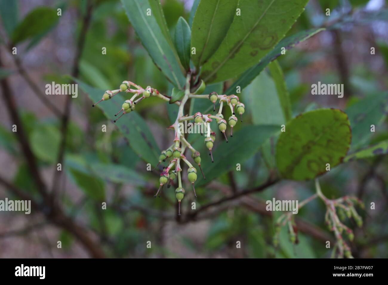 Arbutus unedo, Strawberry Madrone - Wild plants shot in the fall ...
