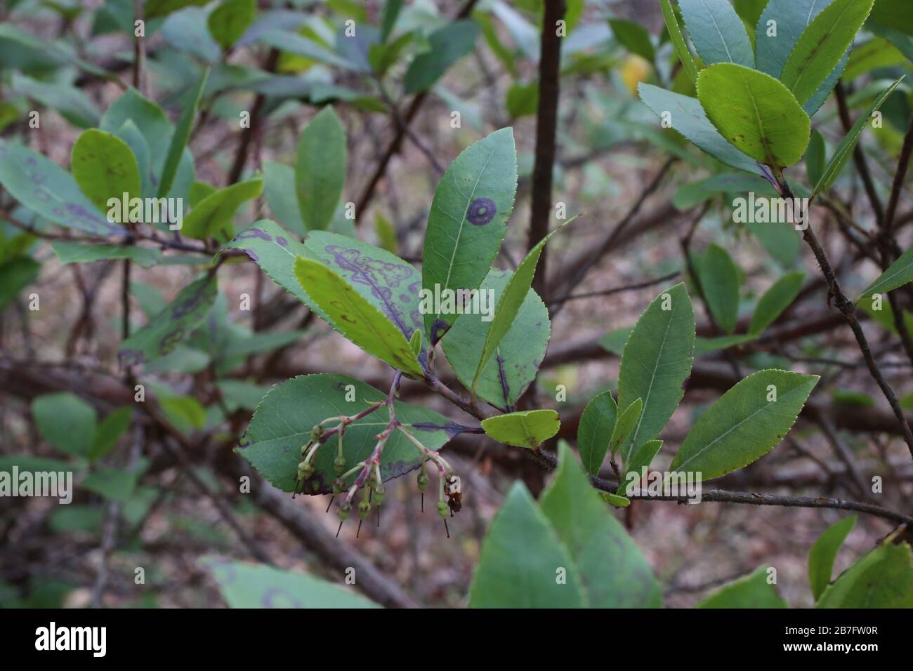 Arbutus unedo, Strawberry Madrone - Wild plants shot in the fall ...