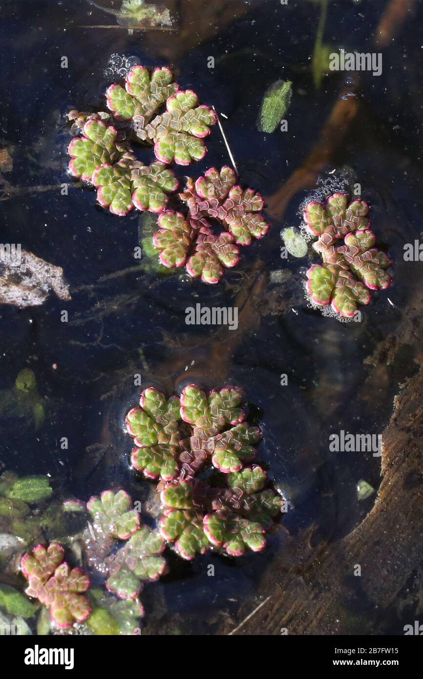 Azolla filiculoides - Wild plants shot in the fall. Autumn Stock Photo ...