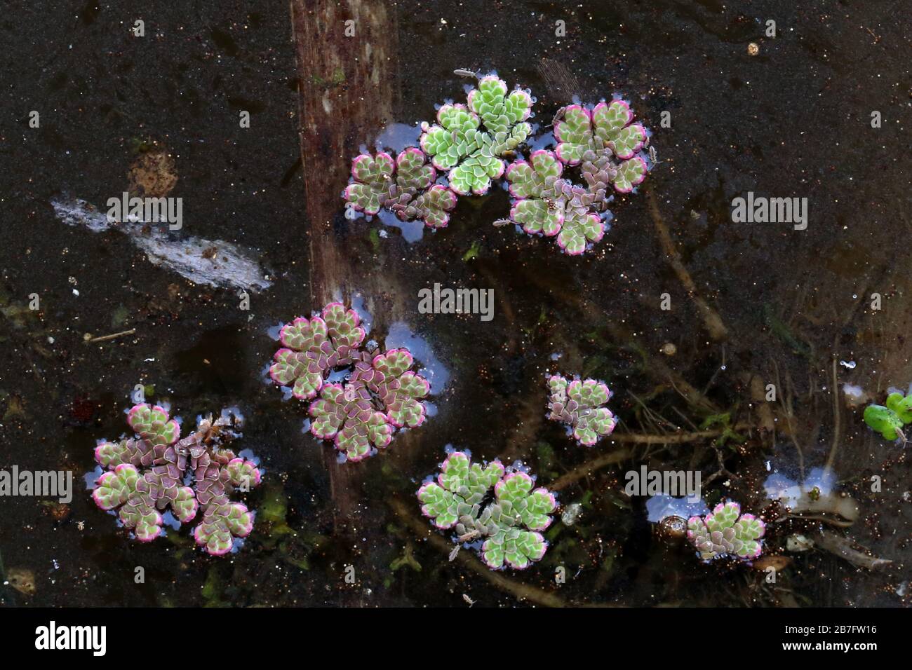 Azolla filiculoides - Wild plants shot in the fall. Autumn Stock Photo ...