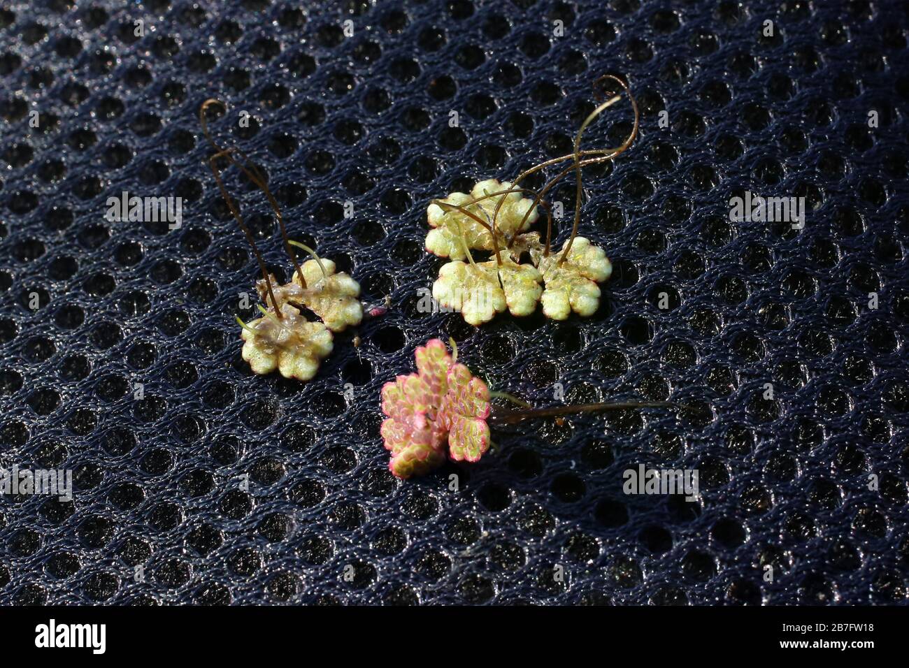 Azolla filiculoides - Wild plants shot in the fall. Autumn Stock Photo ...