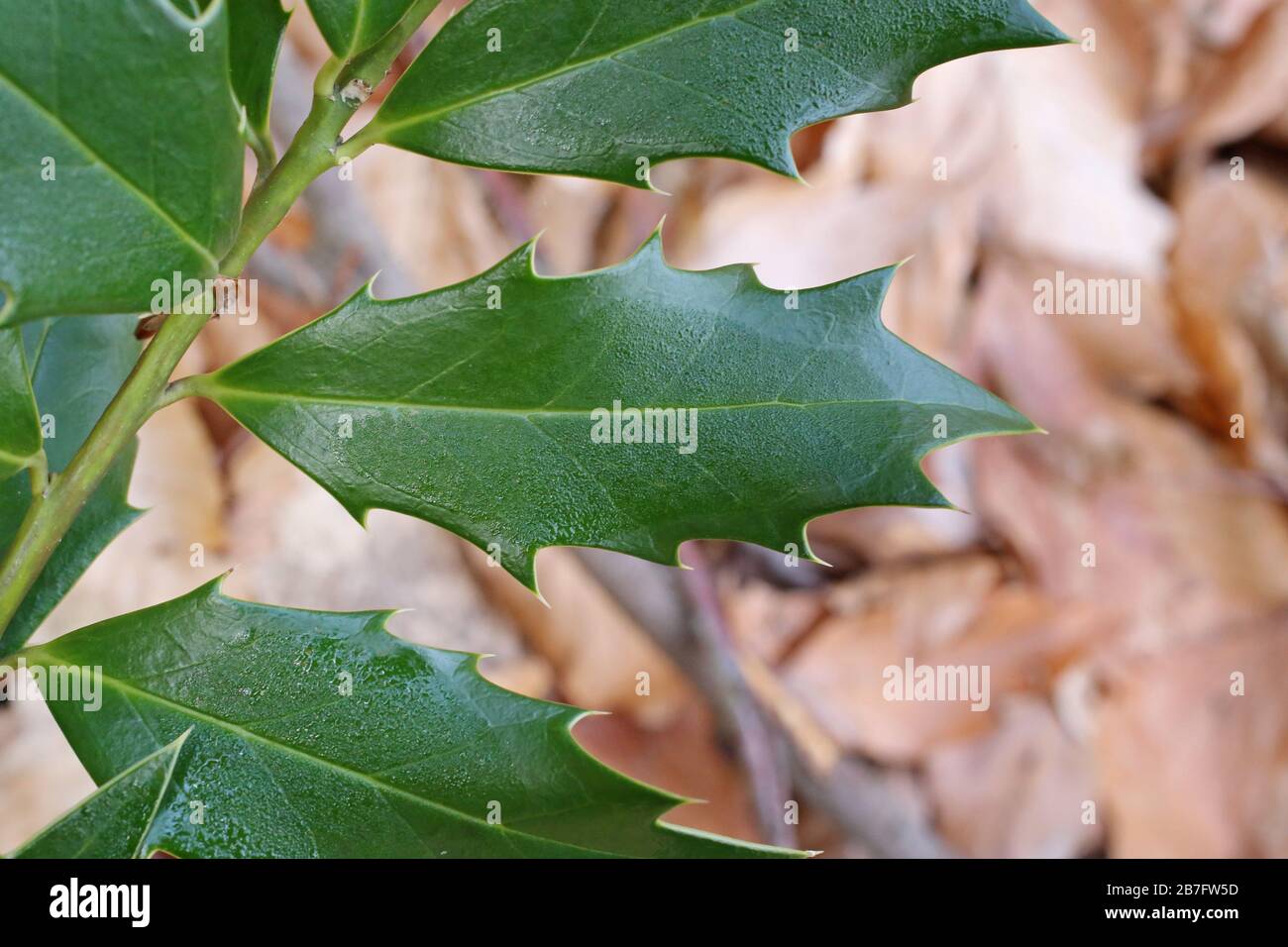 Ilex colchica - Wild plants shot in the fall. Autumn Stock Photo - Alamy