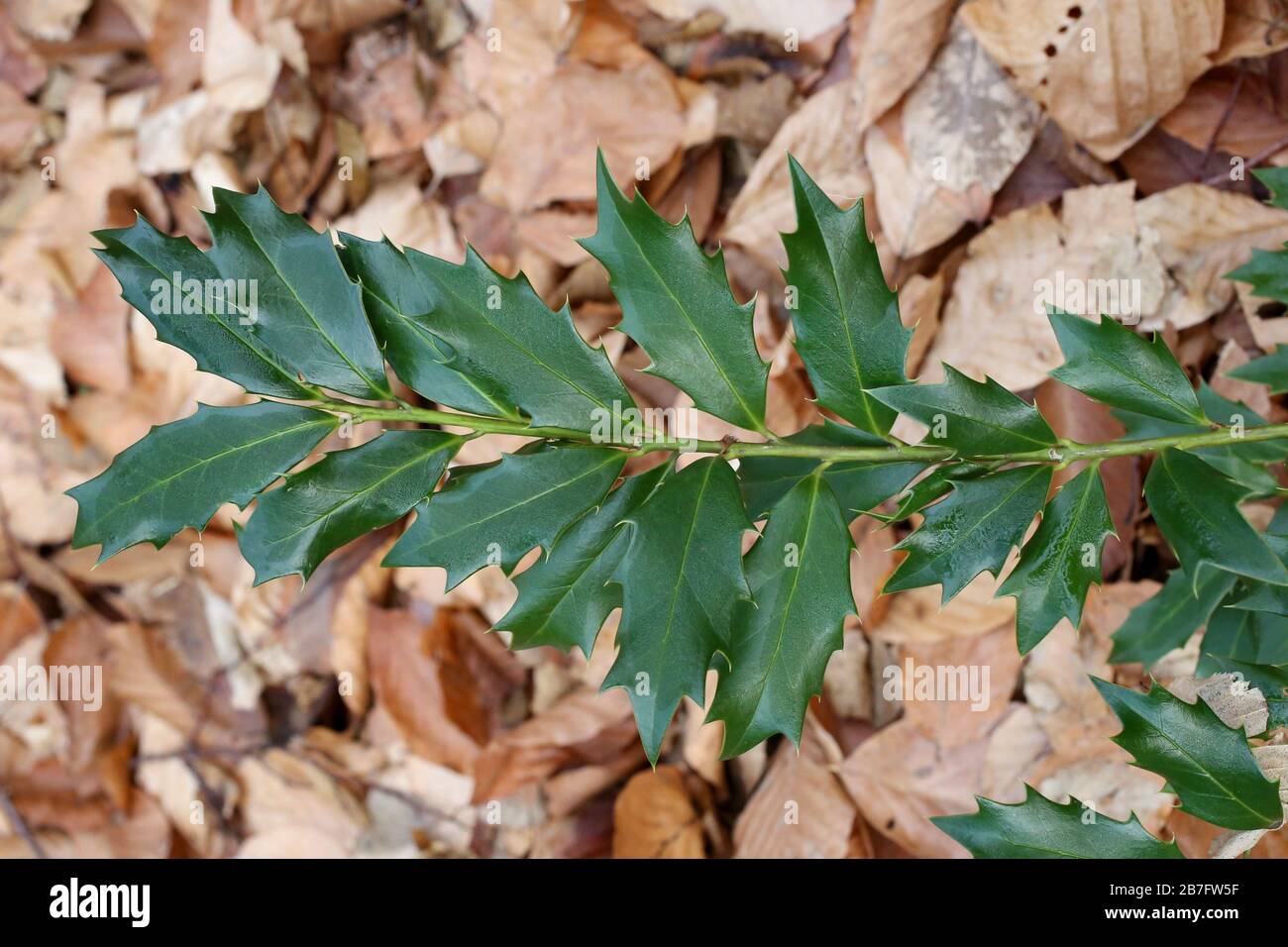 Ilex colchica - Wild plants shot in the fall. Autumn Stock Photo - Alamy
