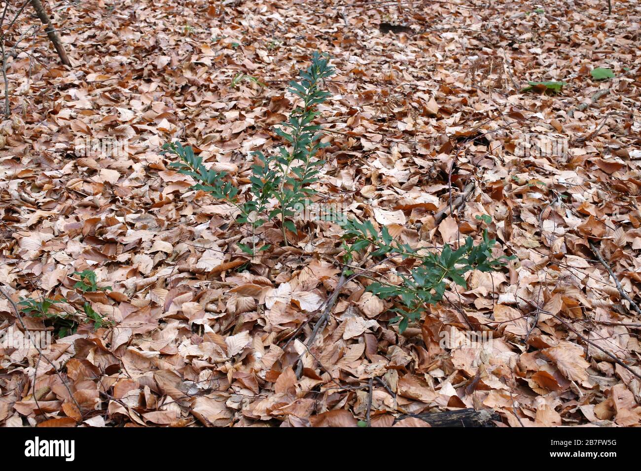 Ilex colchica - Wild plants shot in the fall. Autumn Stock Photo - Alamy