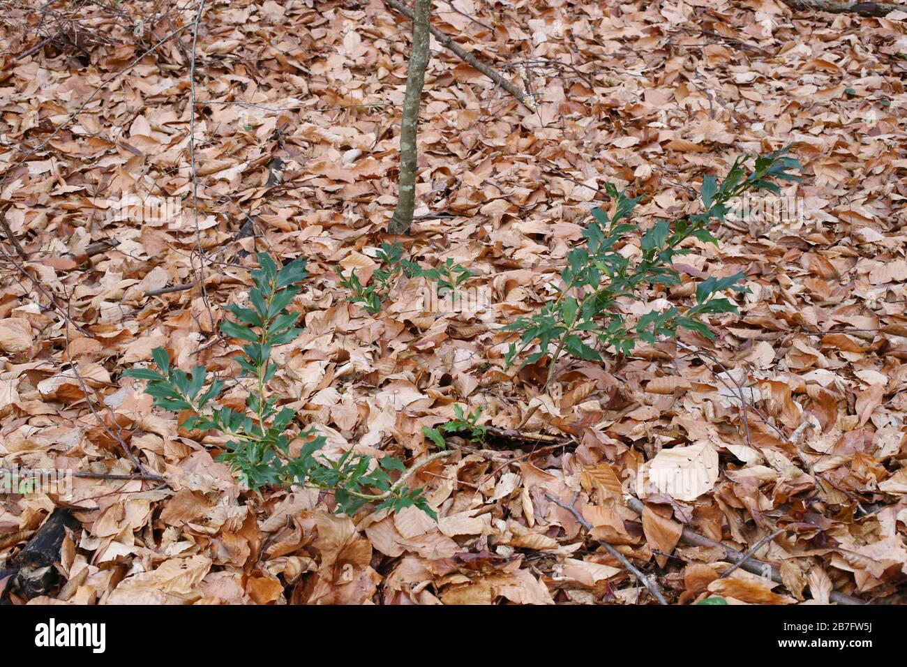 Ilex colchica - Wild plants shot in the fall. Autumn Stock Photo - Alamy