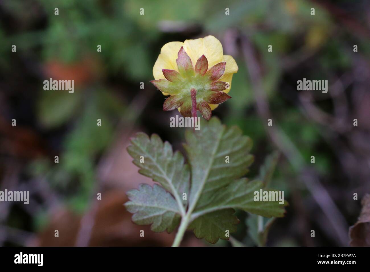 Potentilla reptans, Creeping Cinquefoil - Wild plants shot in the fall ...