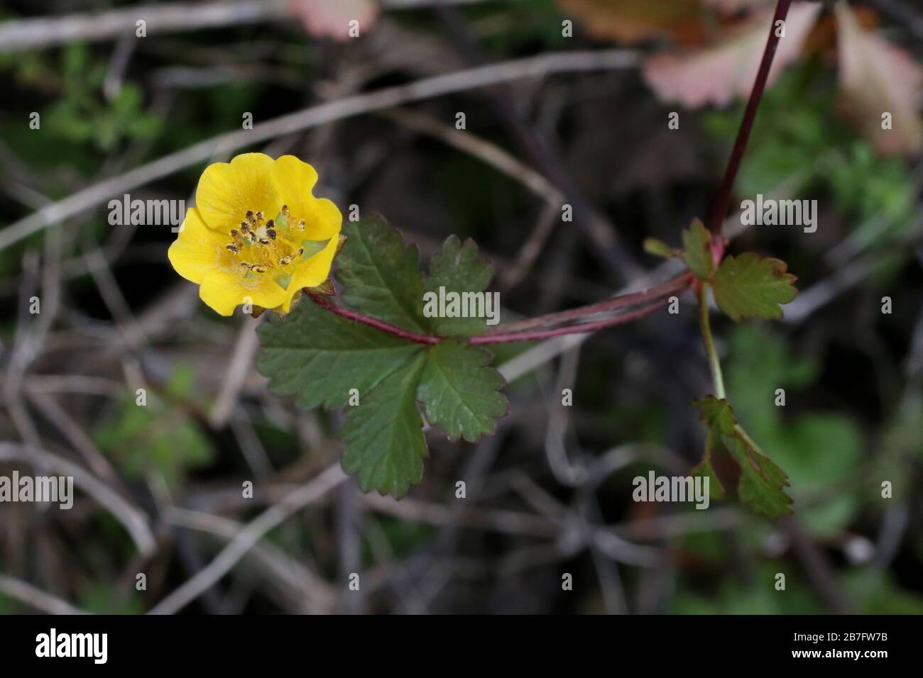 Potentilla reptans, Creeping Cinquefoil - Wild plants shot in the fall ...
