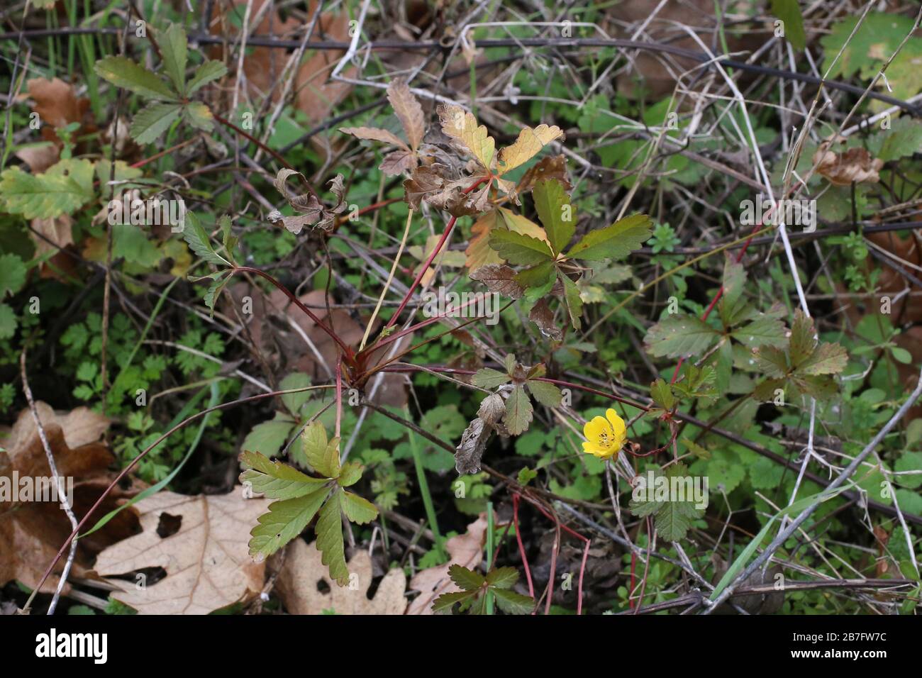 Creeping Cinquefoil Potentilla Reptans High Resolution Stock ...