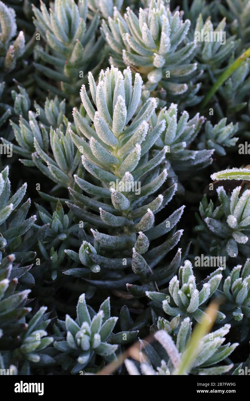 Turquoise Tails Blue Sedum