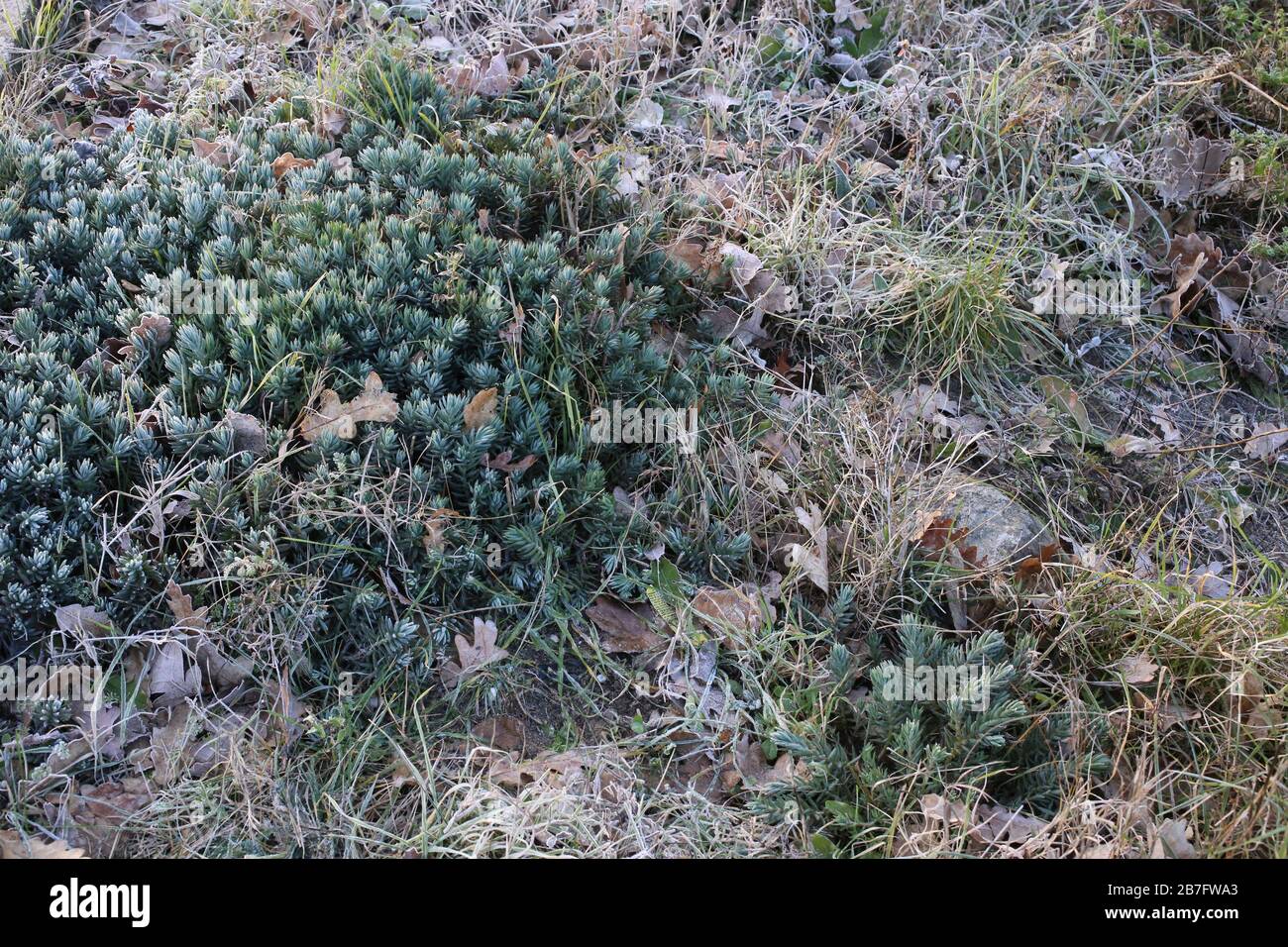 Sedum sediforme hi-res stock photography and images - Alamy