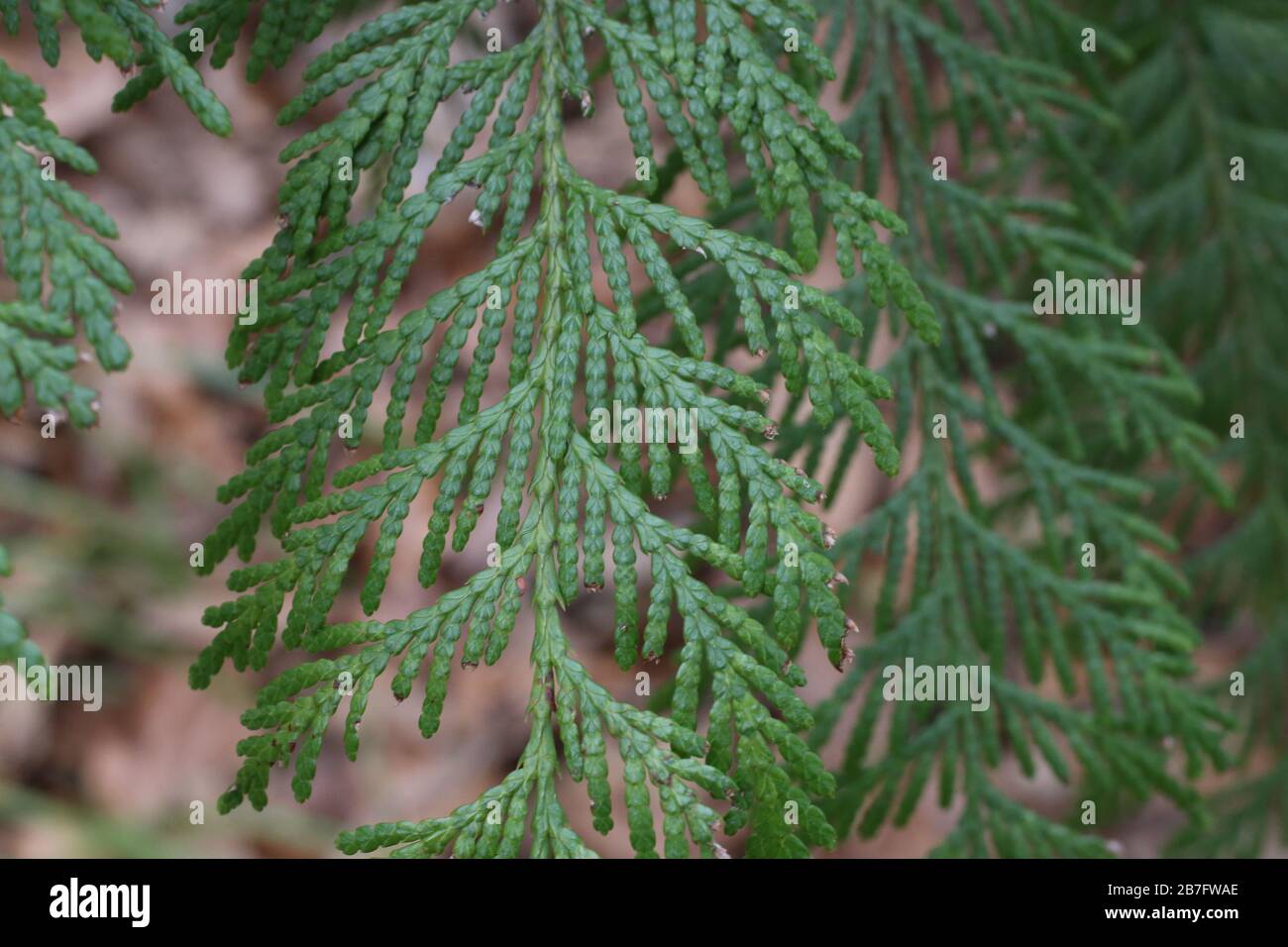 Thuja plicata hi-res stock photography and images - Alamy